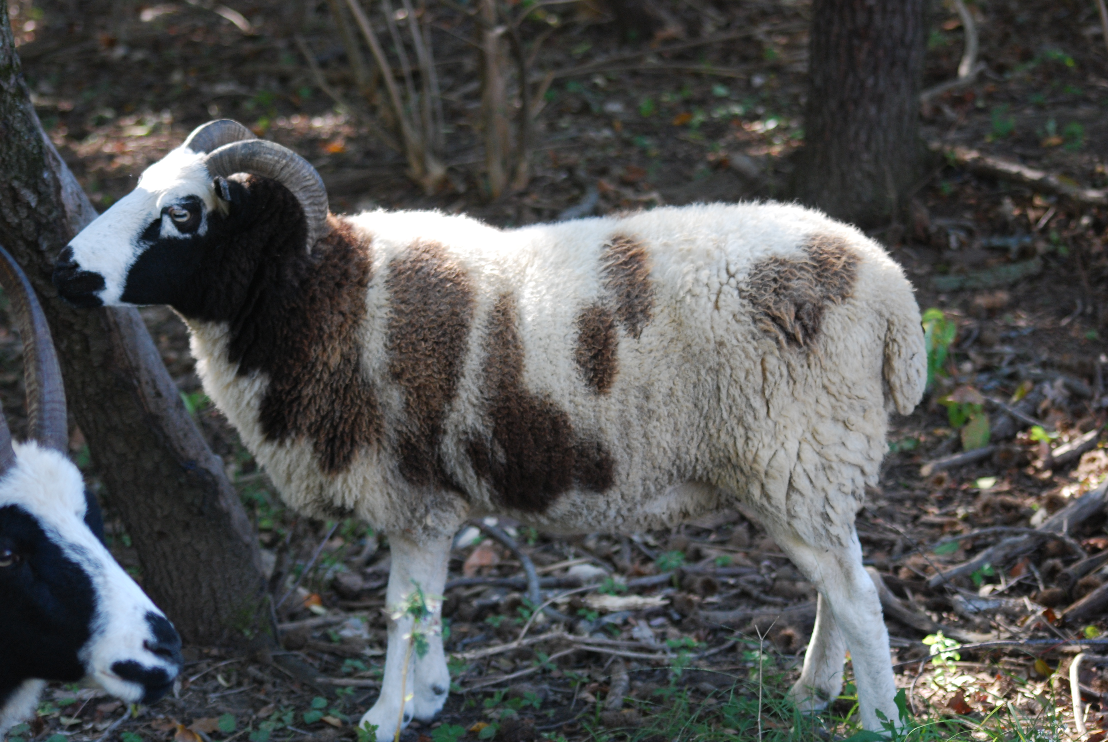 three fates jacob sheep flock
