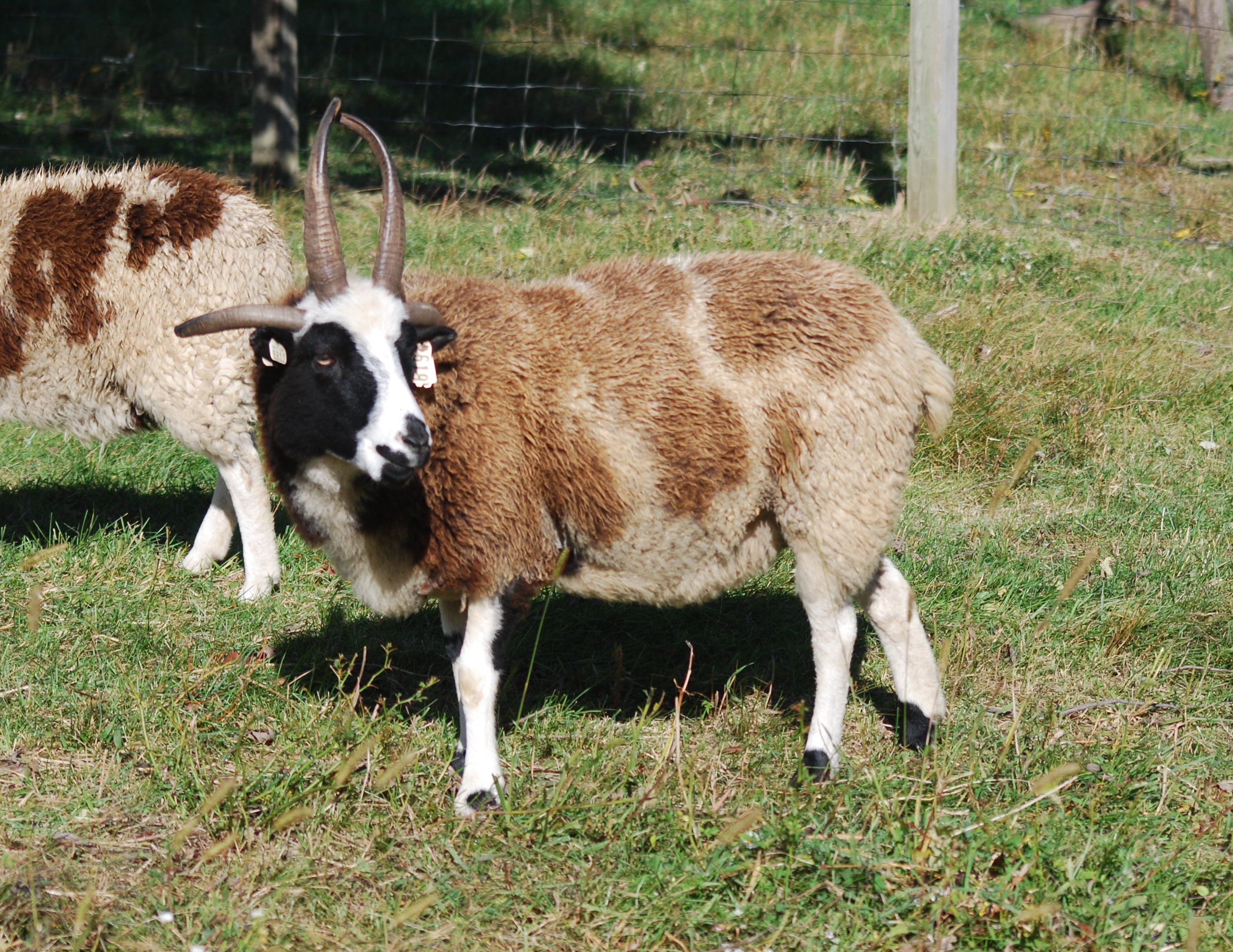 three fates jacob sheep flock
