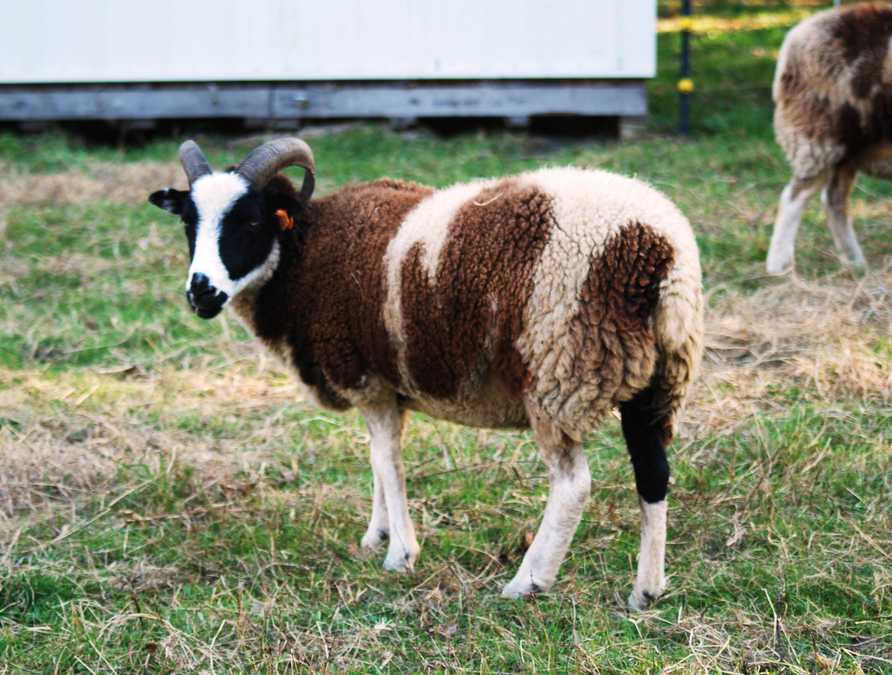 three fates jacob sheep flock