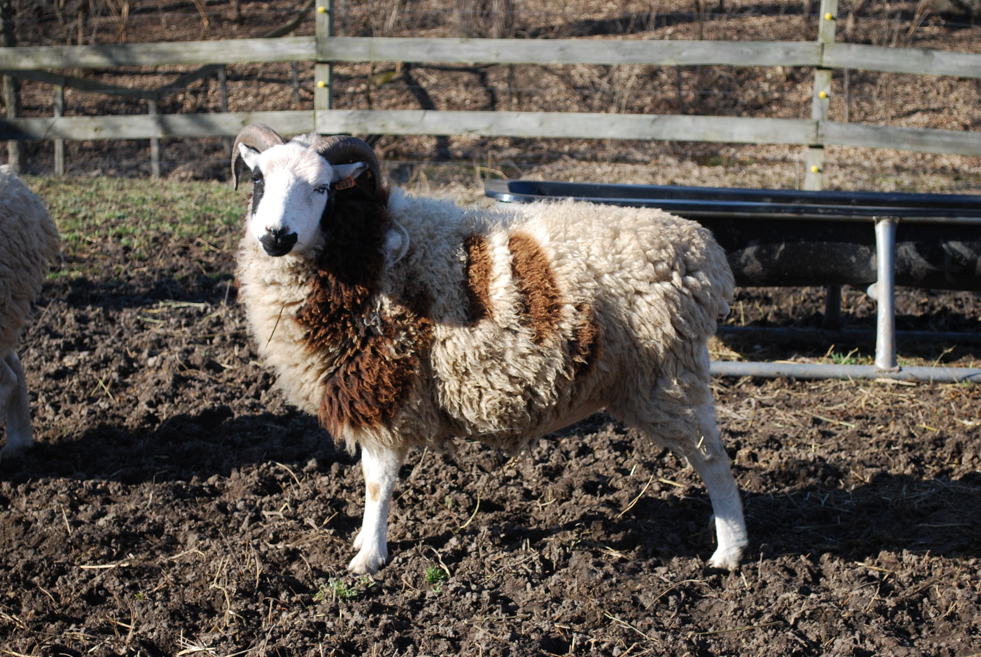 three fates jacob sheep flock