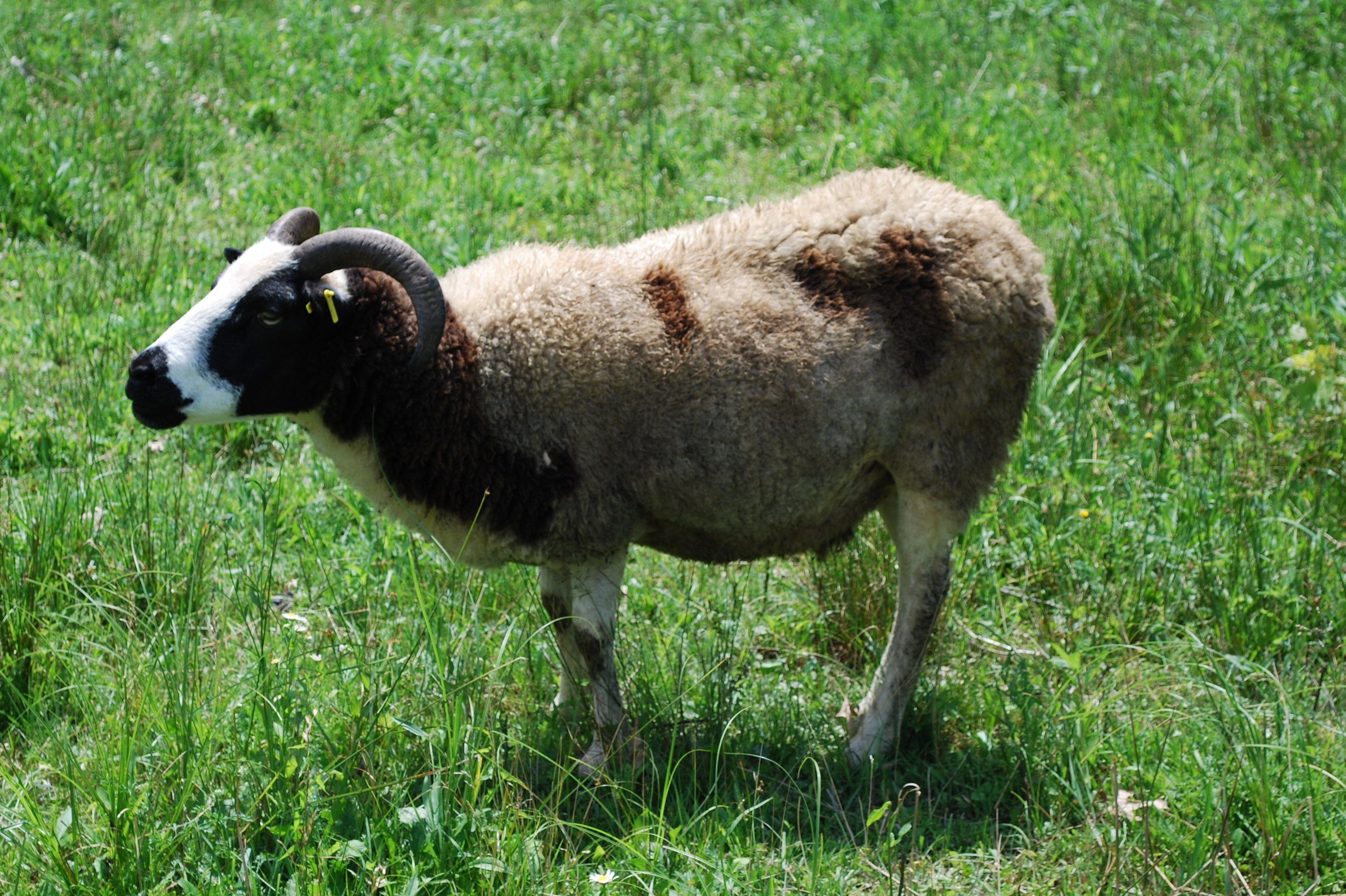 three fates jacob sheep flock