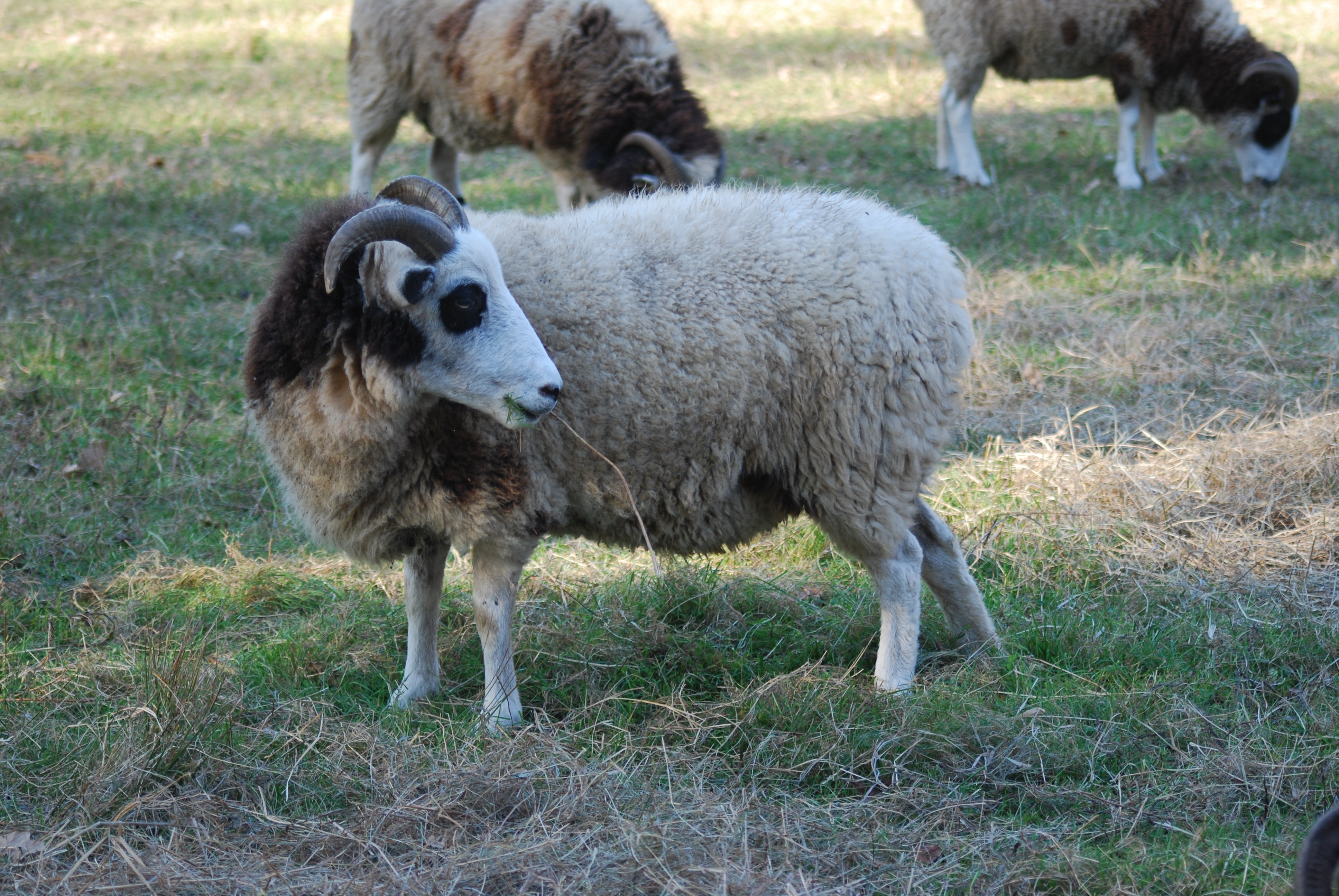three fates jacob sheep flock