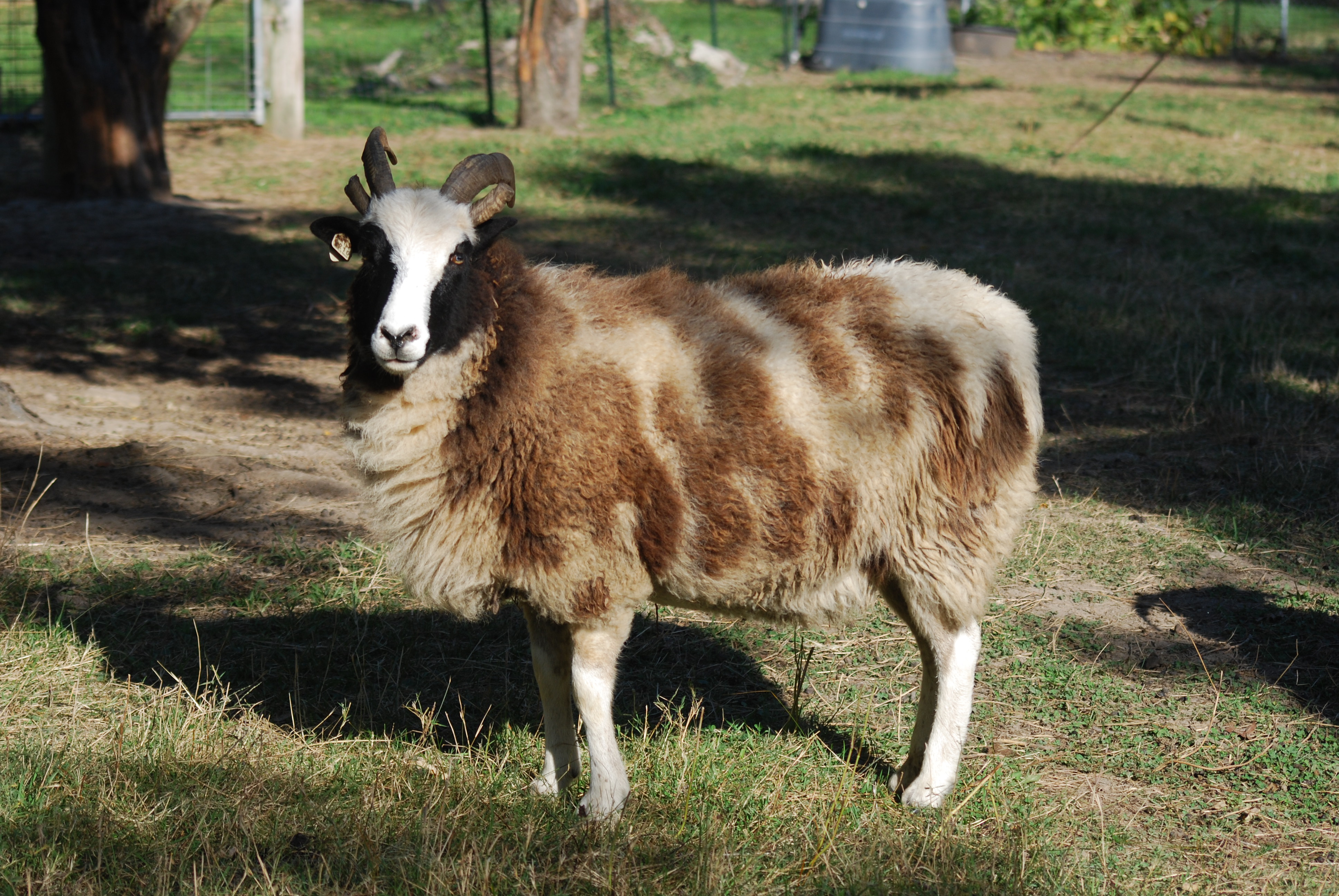 three fates jacob sheep flock