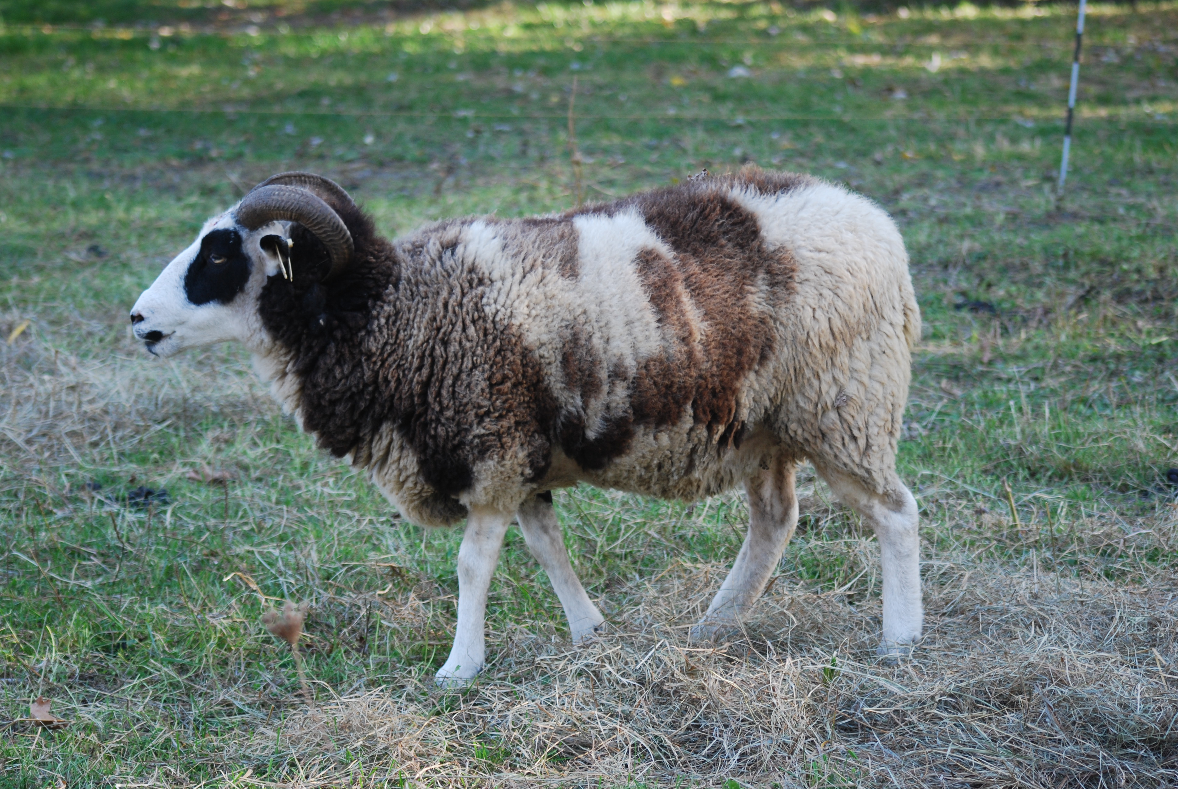 three fates jacob sheep flock