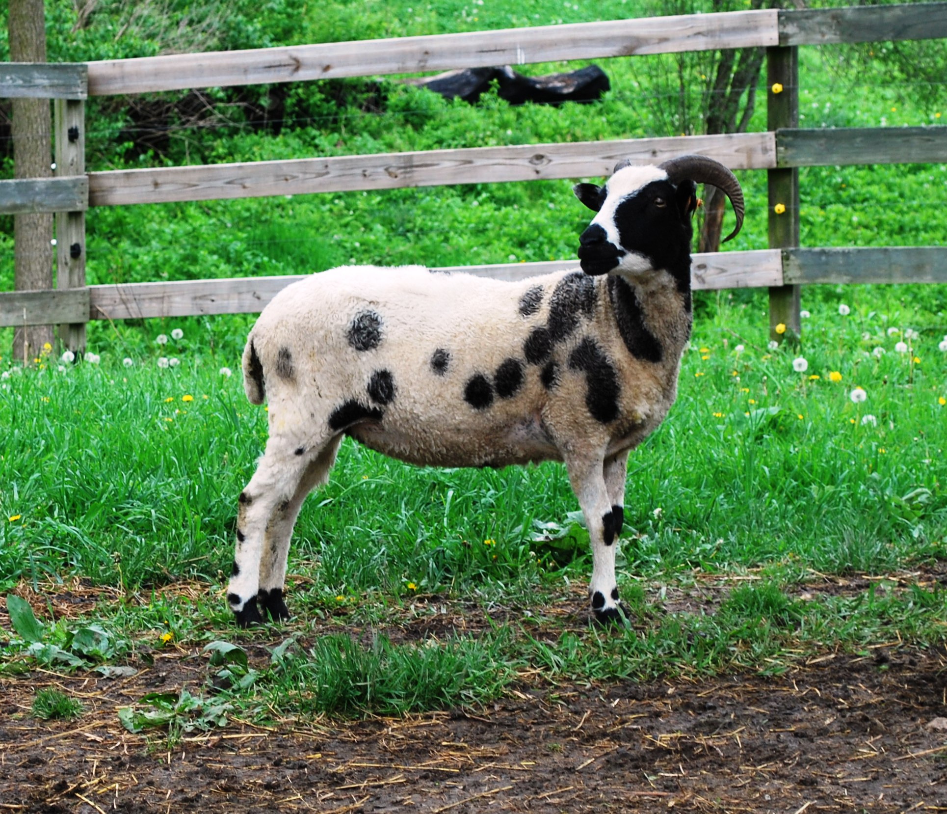 three fates jacob sheep flock